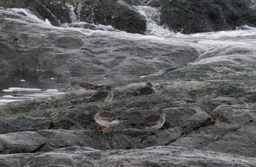 Tapaninajelulla, Luvia, Eurajoki, 26.12.2020